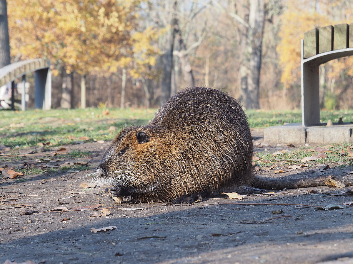 Nutria: Invasive Arten