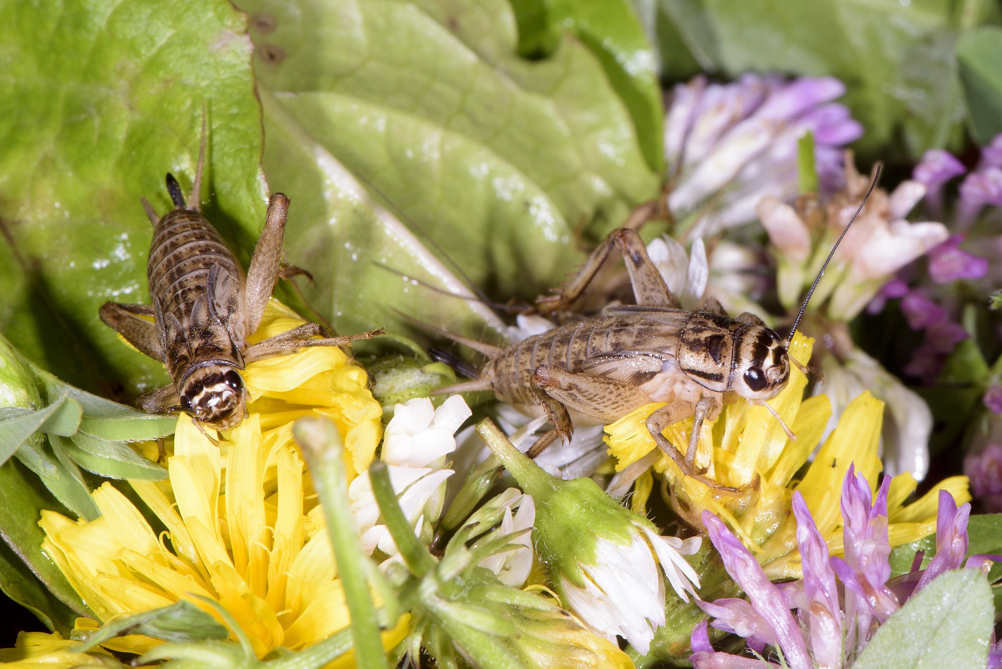 Heimchen 24 Fragen – Heimchen Steckbrief Deutsch – PING